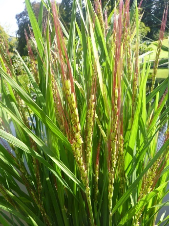 Reis – Mit Freude selber machen